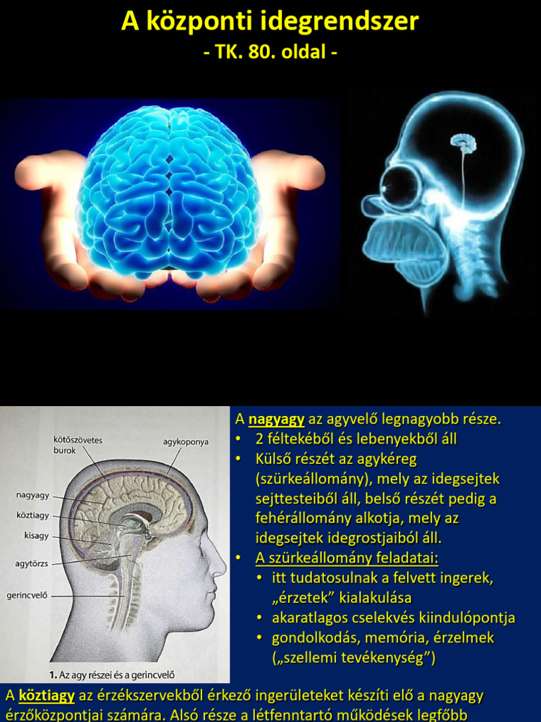 OFI8 - 017 A Központi Idegrendszer | PDF