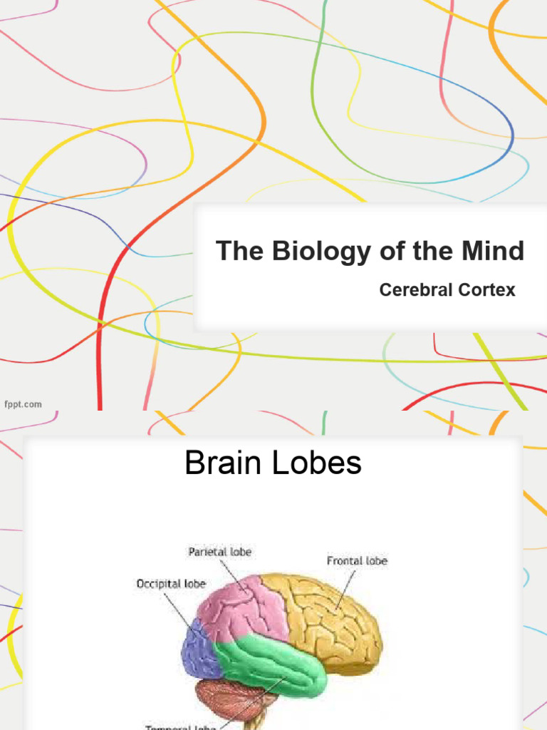 Cerebral Cortex | PDF