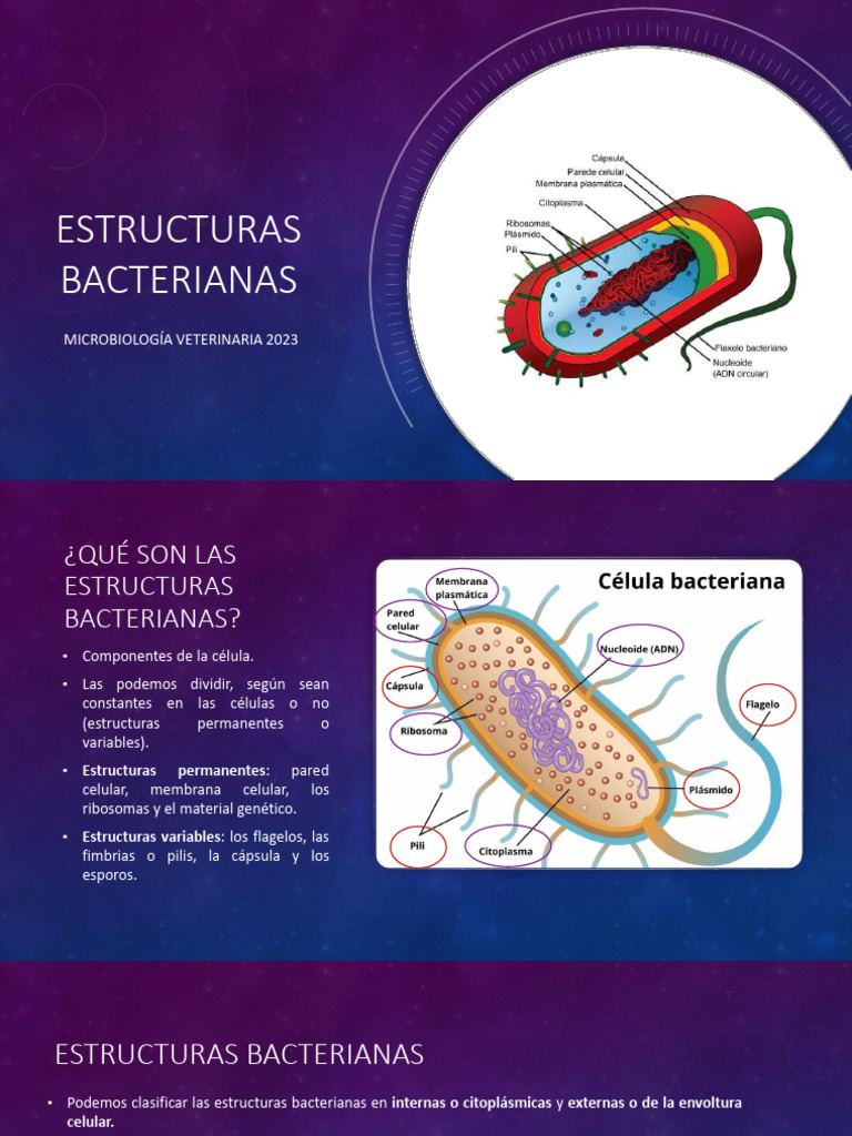 Clase N°2 Estructuras Bacterianas MVET (1) | PDF | Las bacterias | Citoplasma