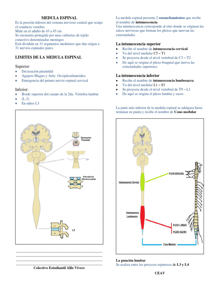 Copia de 2. Medula Espinal | PDF | Médula espinal | Materia gris