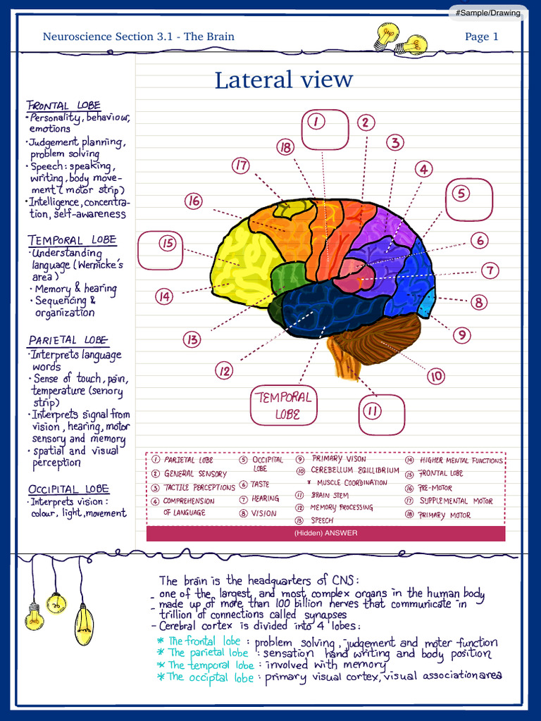 Study Notes | PDF | Neuroscience | Neurology