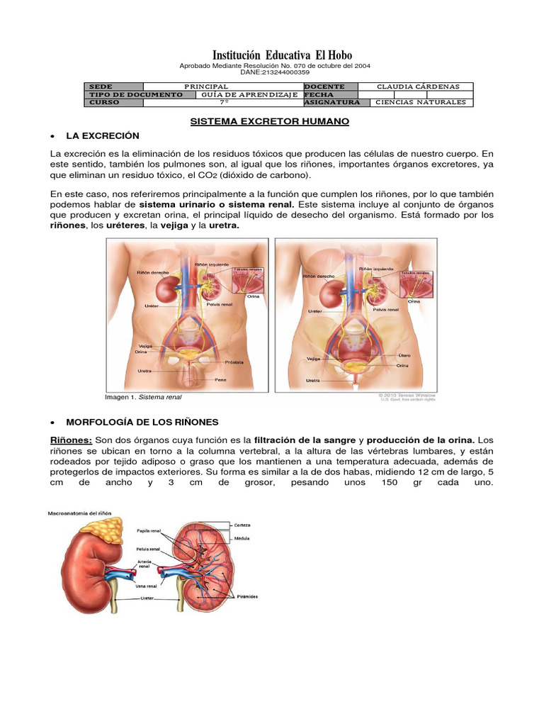 Guía de Ciencias: Sistema Excretor | PDF | Riñón | Sistema urinario