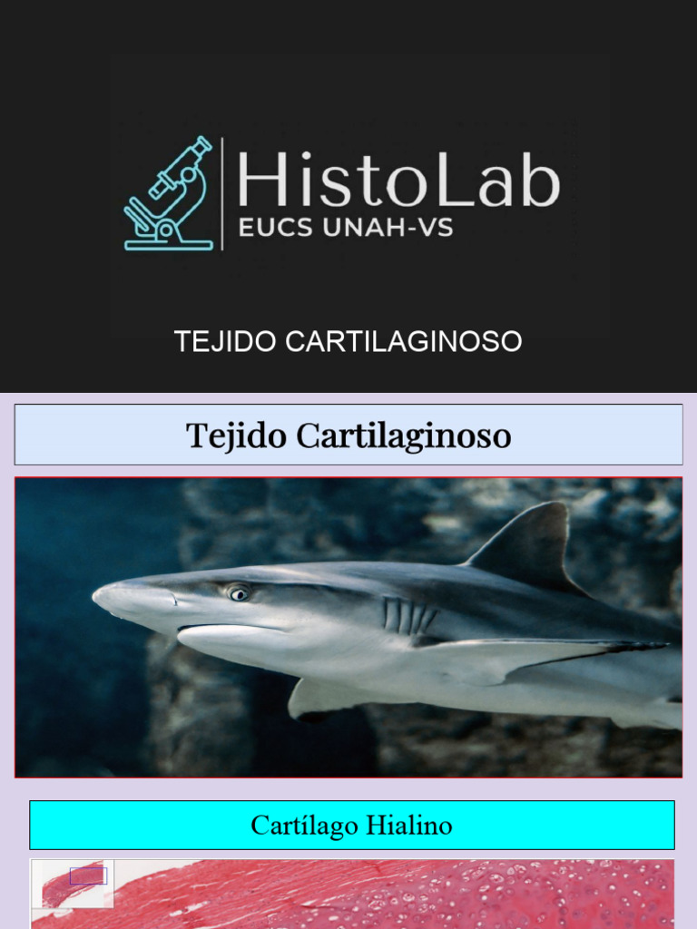 Cartílago y Tejido Óseo: Características y Funciones | PDF | Hueso ...