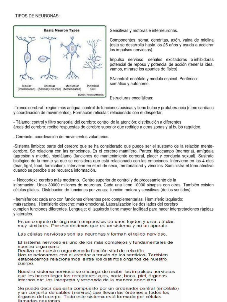 Tipos de Neuronas y Funciones Clave | PDF | Sinapsis | Cerebro