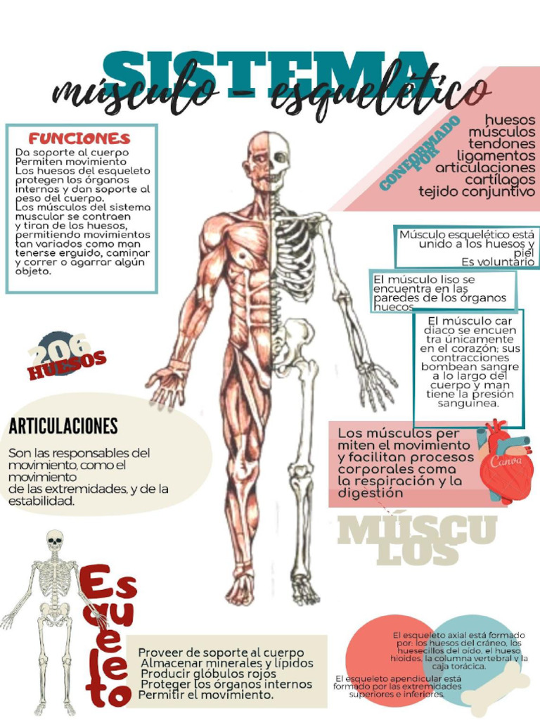 Sistema Musculo Esqueletico Pdf