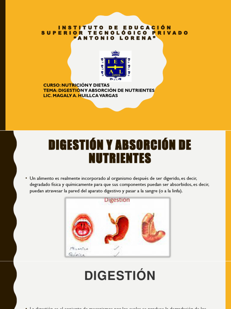 TEMA 2 Digestion y Absorcion | Descargar gratis PDF | Digestión ...