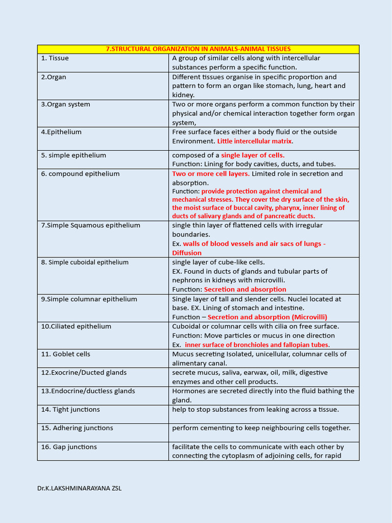 Animal Tissue Structure Guide | PDF | Epithelium | Connective Tissue