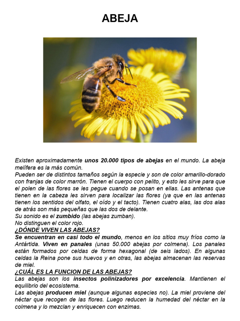 ABEJA | PDF | Ciencia y matemática