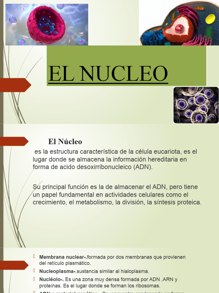 EL NUCLEO | PDF | Nucleo celular | Biología Celular)