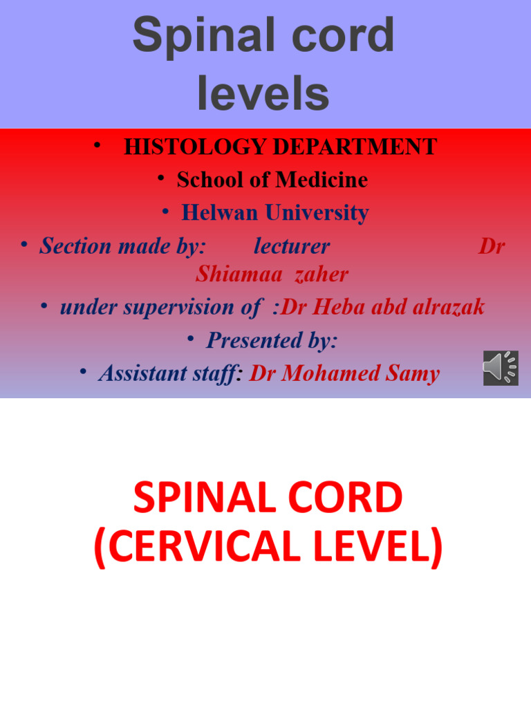 3 - Spinal Cord Levels - Practical - Audio | PDF | Spinal Cord | Anatomy
