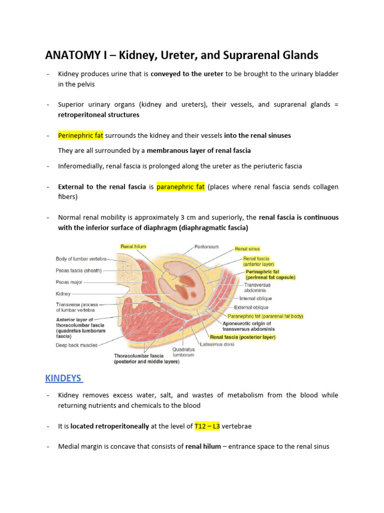 Anatomy I – Kidney, Ureter, and Suprarenal Glands | PDF | Kidney | Vein