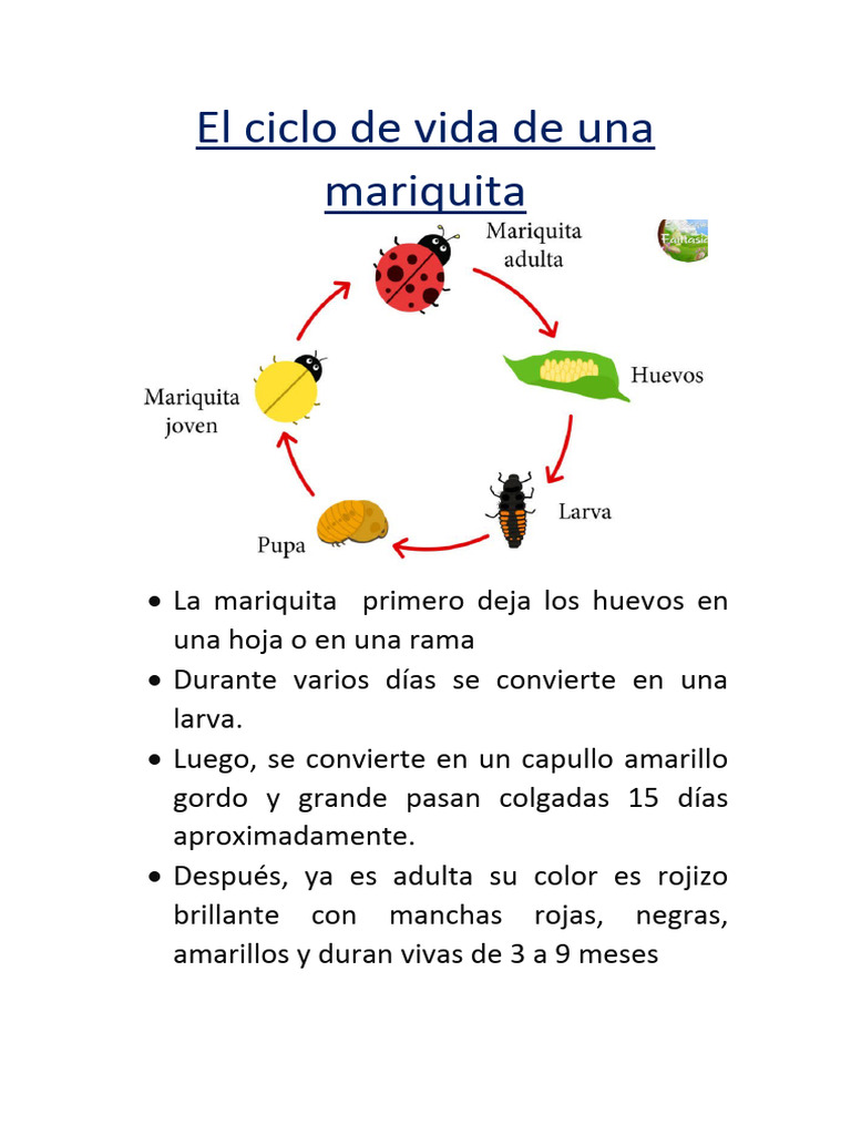 El Ciclo de Vida de Una Mariquita | PDF