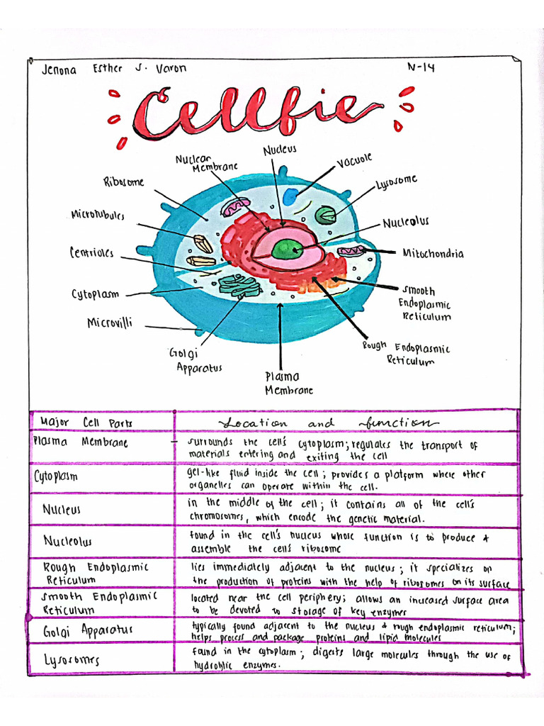 Cellfie | PDF