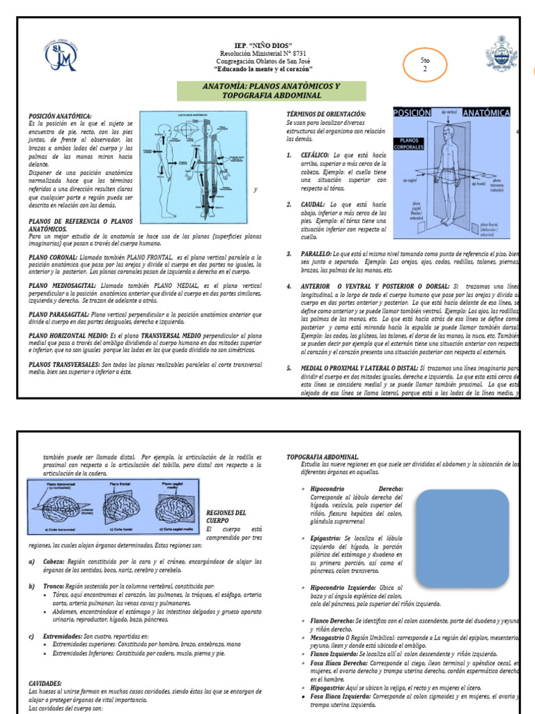 Anatomia 5to Ano Clase 2 Pdf Términos Anatómicos De Ubicación Abdomen
