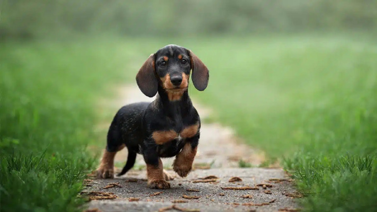 El-Fascinante-Mundo-del-Perro-Salchicha-Explorando-su-Historia-Crianza ...