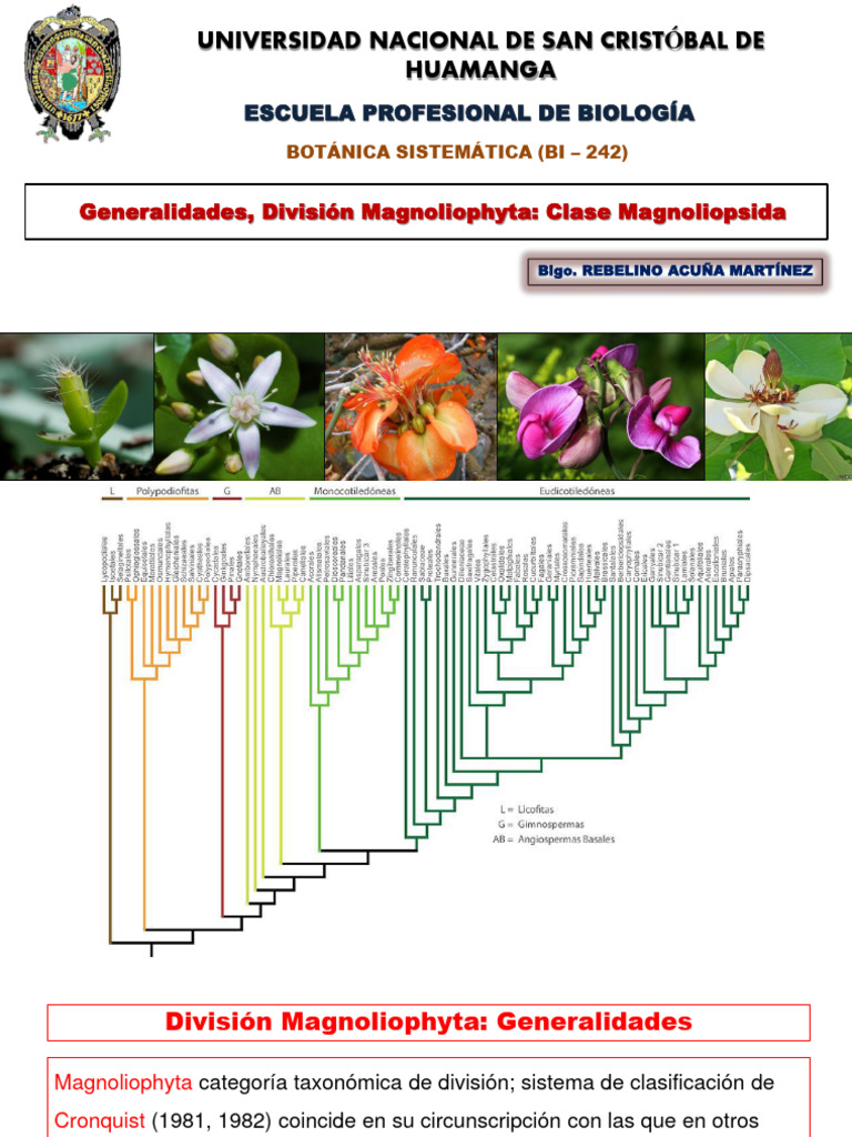 Clase Magnoliopsida | PDF | Plantas | Botánica