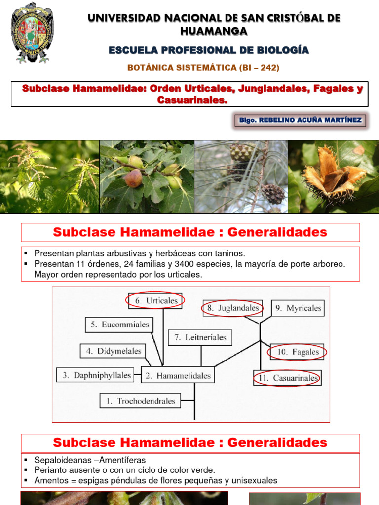 Subclase Hamamelidae | PDF