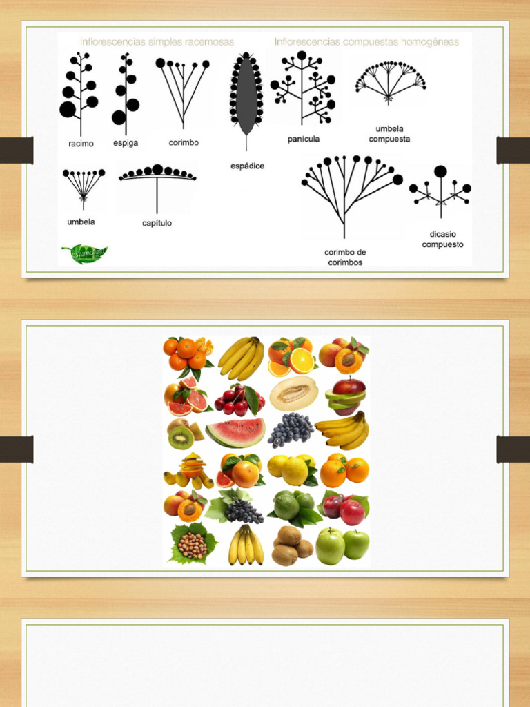 Subclase Asteridae | PDF | Hierbas Medicinales Y Hongos | Plantas