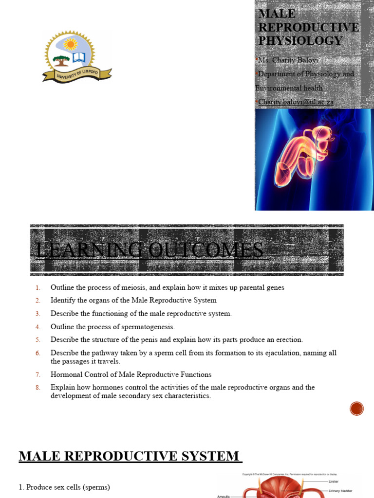 Male Reproductive Physiology Overview | PDF | Meiosis | Testicle