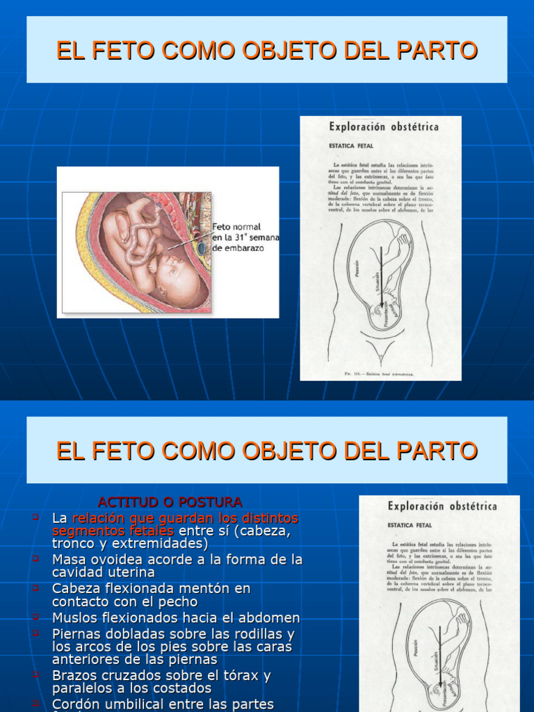 FETO | PDF | Cráneo | Anatomía