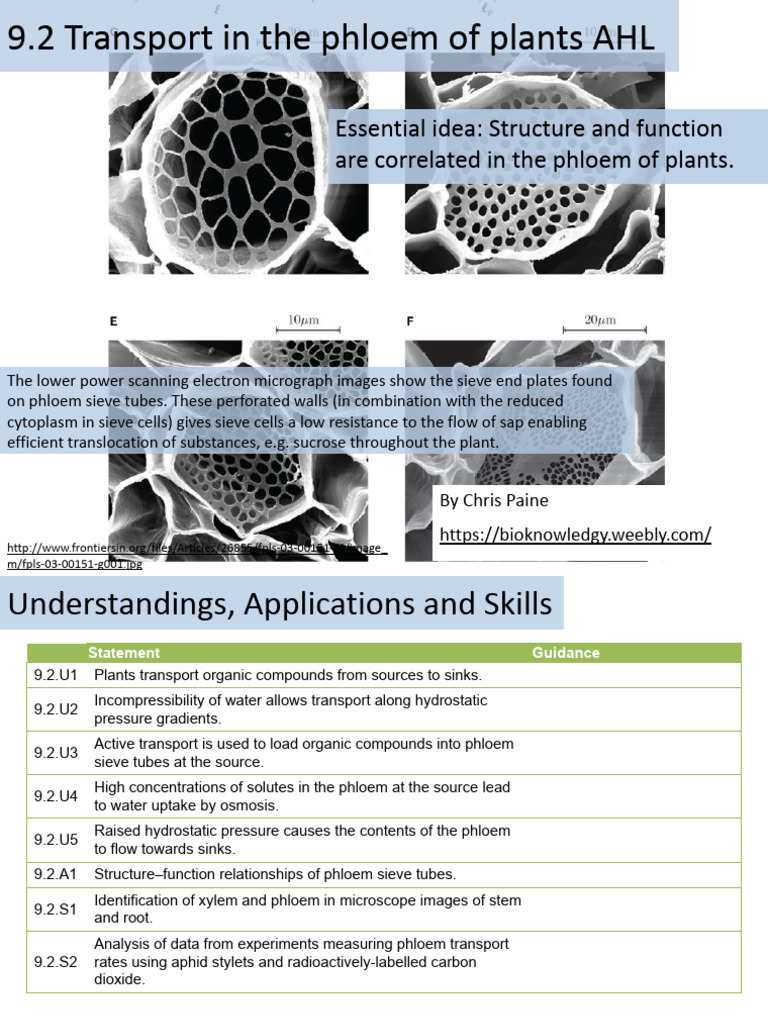 BioK 9.2 Transport in The Phloem of Plants AHL | PDF