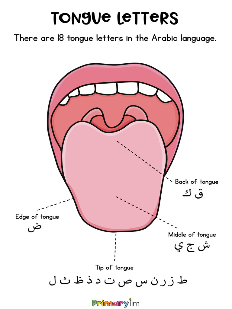 Tongue Letters in Arabic | PDF | Language Arts & Discipline