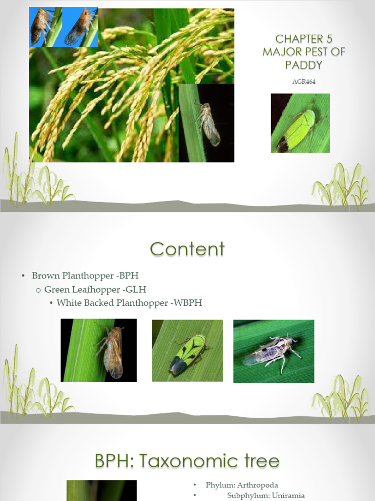 Major Pest of Paddy - Chapter 5 - Agr464 | PDF