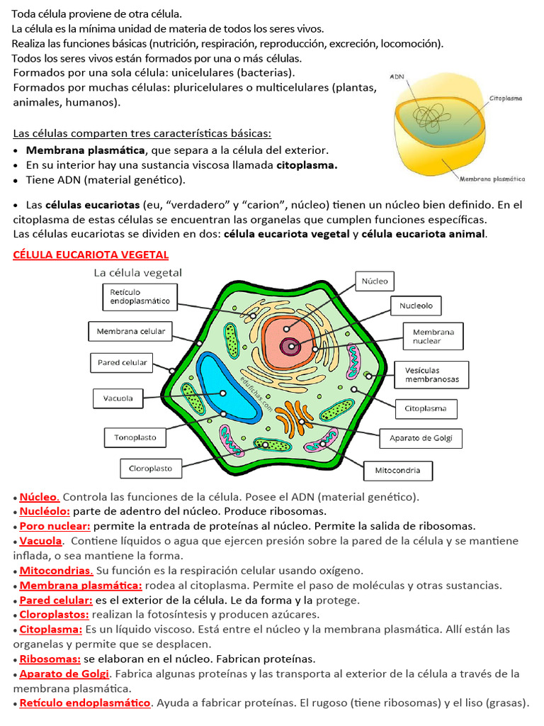 Resùmen Cèlula | PDF | Biología Celular) | Citoplasma