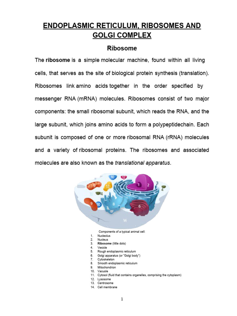 Endoplasmic Reticulum and Ribosomes | PDF | Endoplasmic Reticulum | Ribosome