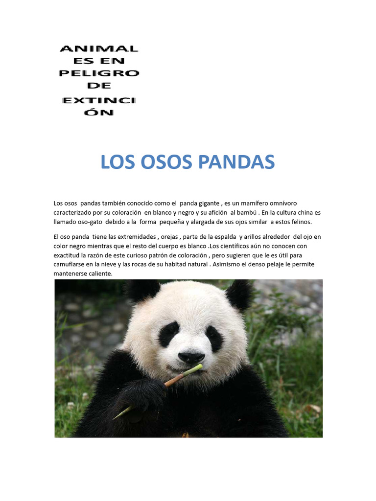 los osos pandas 1.docx | PDF