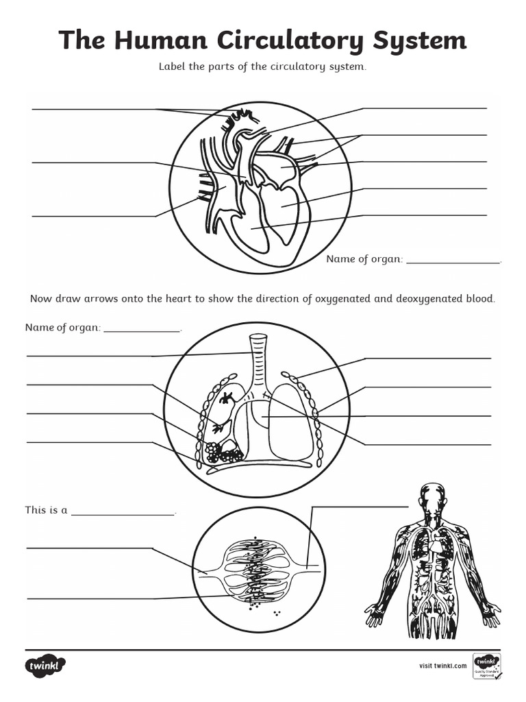 t2 S 430 Human Body Overall Circulatory System Labelling Activity Sheet ...