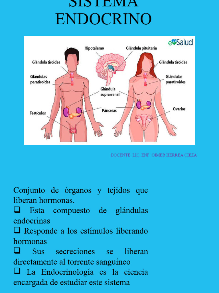 Clase Iv Sistema Endocrino | PDF