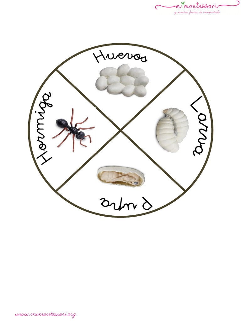 Ciclo Vida de Hormiga | PDF