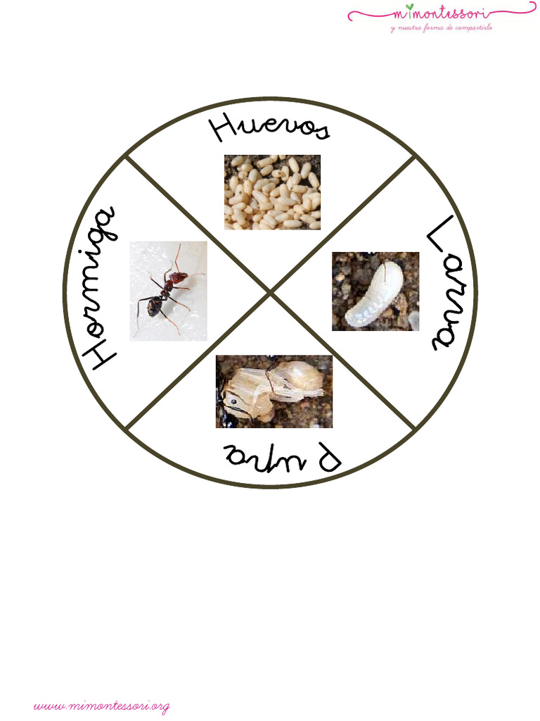 Ciclo de Vida de las Hormigas | PDF | Libros para adolescentes