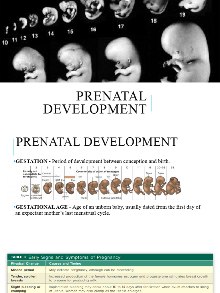 PRENATAL DEVELOPMENT | PDF | Prenatal Development | Embryo