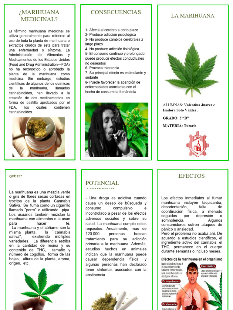 Triptico D e La Marihuana | PDF | Cannabis (Droga) | Medicina CLINICA