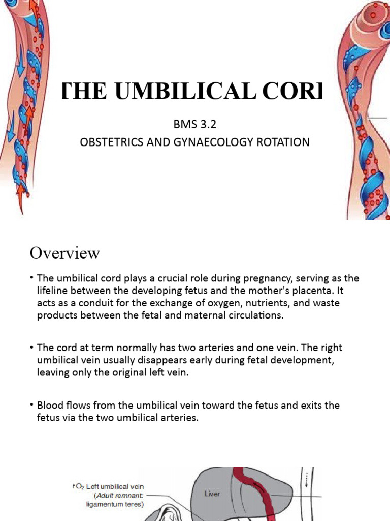 Umbilical Cord: Key Functions & Issues | PDF | Placenta | Fetus
