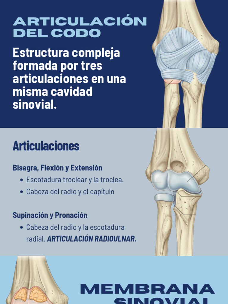 Articulación Del Codo | PDF
