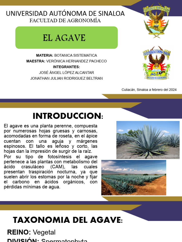 AGAVE A | PDF | Cosecha | Riego
