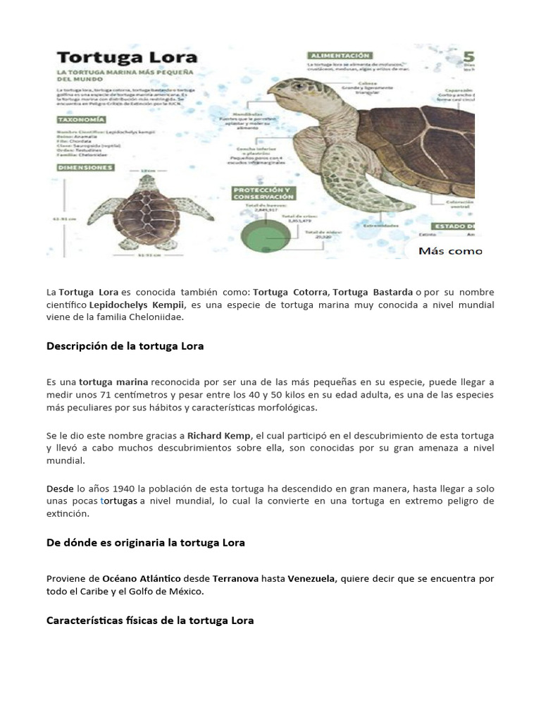 Todo sobre la Tortuga Lora | PDF