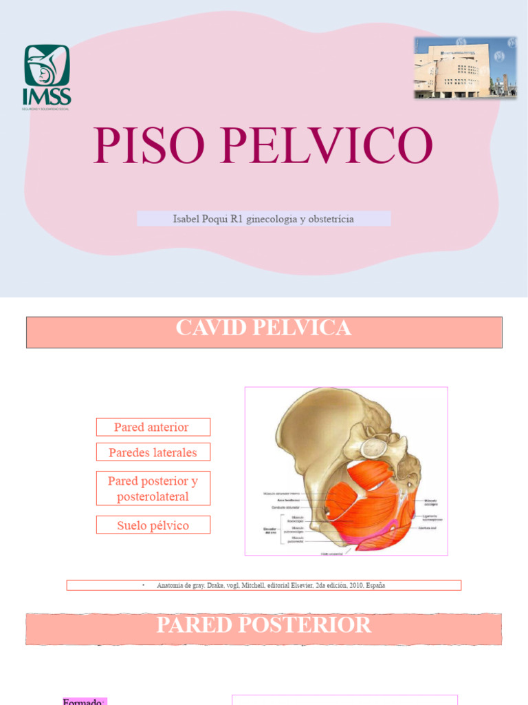 Anatomía del Suelo Pélvico Femenino | PDF | Pelvis | Anatomía