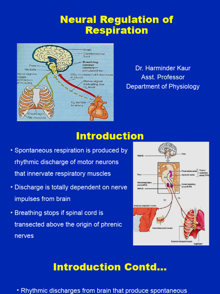 Neural Regulation of Respiration | PDF | Exhalation | Breathing