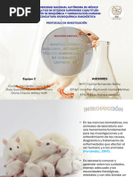 Anatomía y Cuidado de la Rata Wistar | PDF