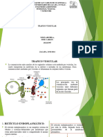 Tráfico Vesicular: COPI y COPII en Células | PDF | Retículo ...