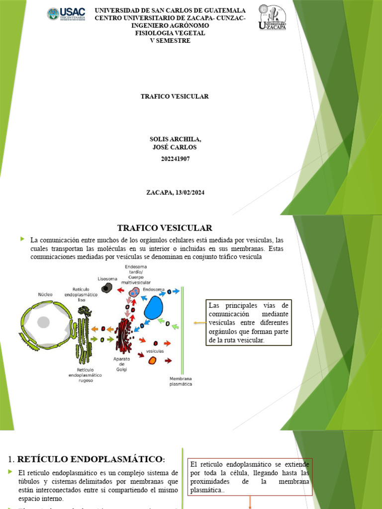 Tráfico Vesicular y Funciones del Golgi | PDF | Retículo endoplásmico ...
