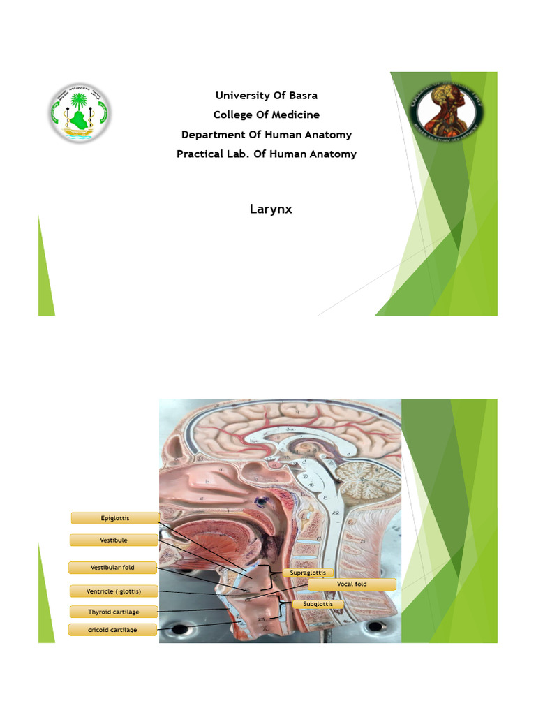 Lab10. Larynx | PDF | Larynx | Anatomy