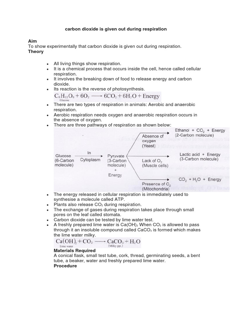 CO2 Release in Respiration Experiment | PDF | Cellular Respiration ...