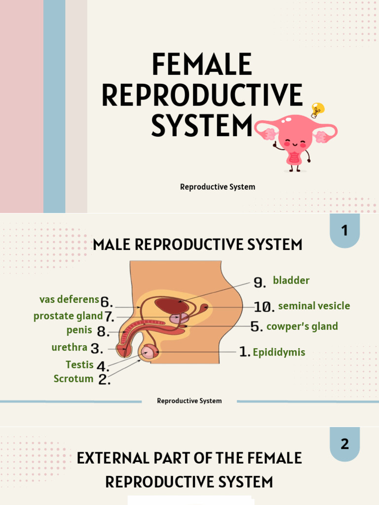 Female Reproductive System | PDF | Reproductive System | Vagina