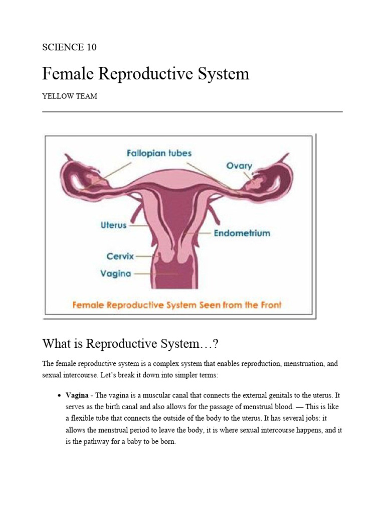 Female Reproductive System | Download Free PDF | Menstrual Cycle | Uterus