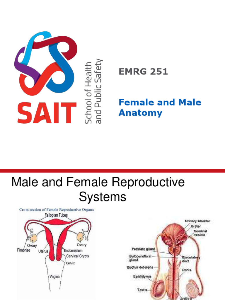 Male-Female Reproduction Anatomy PowerPoint | PDF | Uterus | Vagina